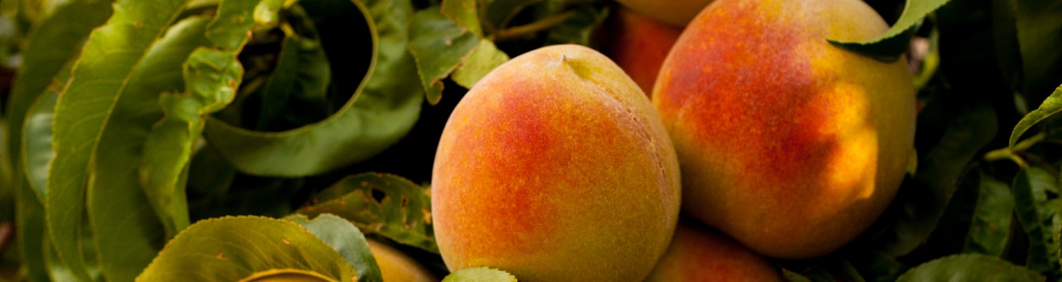 Fruit trees – QC Gardens